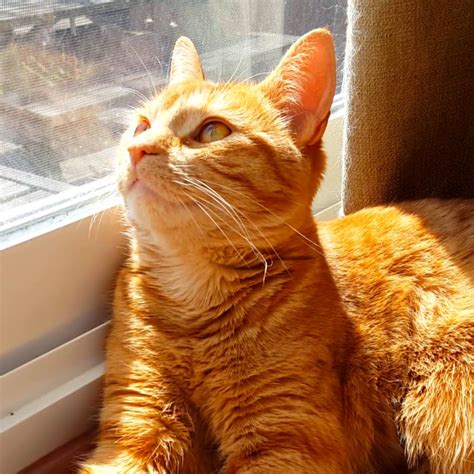 Ginger The Spoiled Cat Youtube