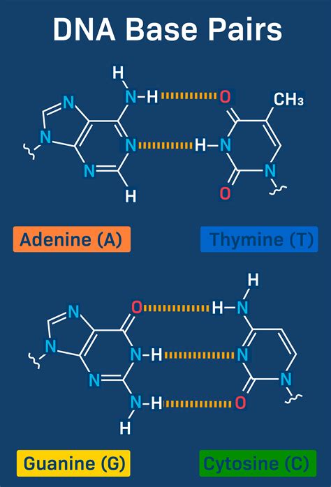 Nucleotide Base Structure Dna Structure And Nucleotide Base Stock