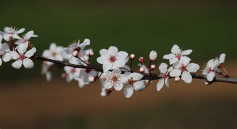 Tree Of The Month February