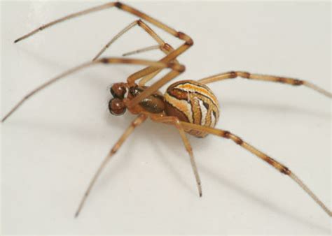 Western Black Widow Latrodectus Hesperus