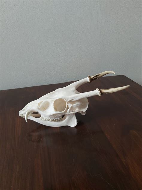 Real Muntjac Buck Deer Skull Antlers Etsy