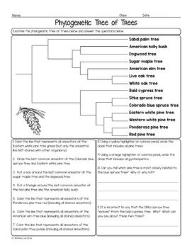 Phylogenetic Tree Biology Homework Worksheet By Science With Mrs Lau
