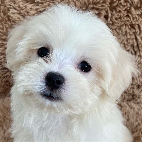 Download Adorable Maltese Puppies Cuddling