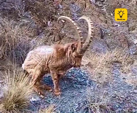 Эврээ даахаа байгаад Тэхийн зогсоол гэгддэг өндөр оргил дээр ирж Нисэж