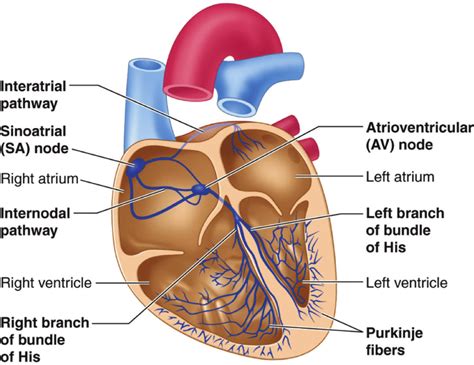 Diagram Showing Conduction System Of The Heart Illustrated D