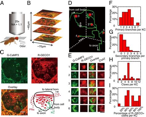 Transformation Of Odor Selectivity From Projection Neurons To Single Mushroom Body Neurons