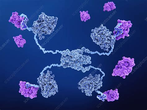 Mdm2 Binding To Anti Cancer Protein P53 Illustration Stock Image F022 1823 Science Photo