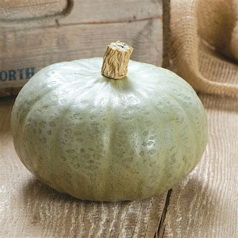 Plant Of The Month October 2023 Kabocha Squash West Hawaii Today
