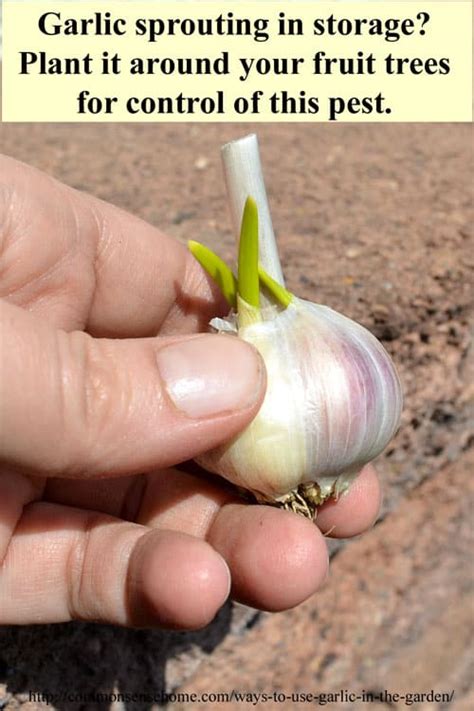 6 Ways To Use Garlic In The Garden And Yard