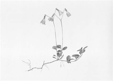 Linnea Borealis Twinflower Behance