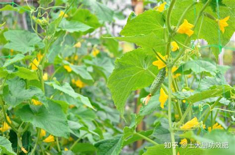 黄瓜结果期需要追什么肥 知乎