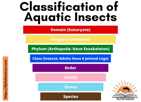 Classification Of Aquatic Insects Fly Fish Instruct