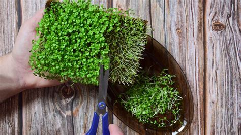 How To Grow Basil Microgreens In 5 Easy Steps