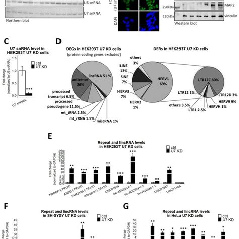 Stacked Bar Plot Depicting 22 Immune Cell Fractions Across The Control