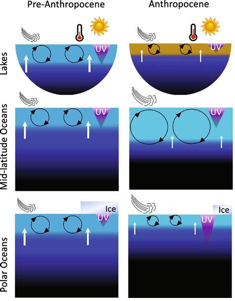 Schematic Depiction Of Processes Controlling Exposure To Uv B Radiation Download Scientific