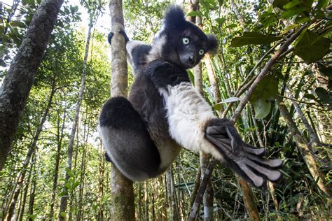Indri Indri Primates Description And Facts Primates Park
