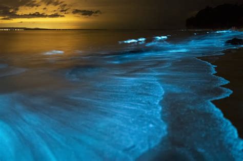 Harnessing Bioluminescence For Sustainable Urban Lighting