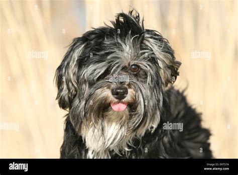 Havanese Yorkie Mix