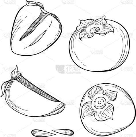 柿子树农业素食清新自然界的状态背景分离食品环境甜点心布置素材 花瓣网