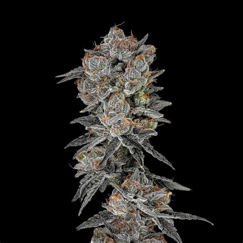 Bukbuk Bobuk Strain Wojo Co