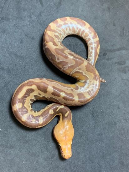 Caramel Albino Sumatran Short Tailed Python By Danner Constrictors