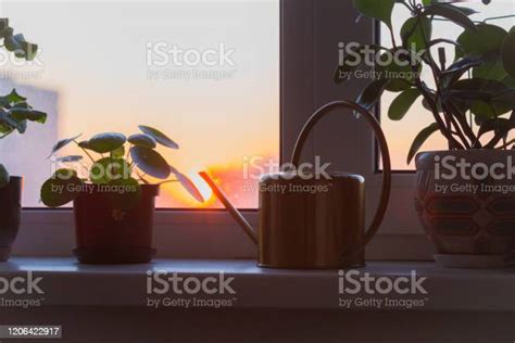 금 급수는 금속 알루미늄 황동 급수 용기 창턱에 화분 꽃을 수 있습니다 0명에 대한 스톡 사진 및 기타 이미지 0명 가정 생활 가정용 장비 Istock