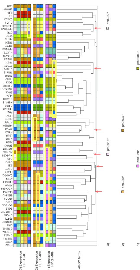 Hierarchical Clustering Of Etv6 Modulated Genes By Go Terms And