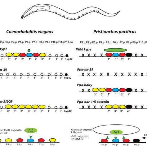 Pristionchus And Its Interactions Top Pristionchus Pacificus