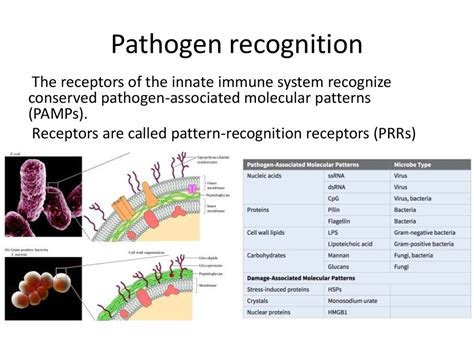 Overview Of Immune System презентация онлайн