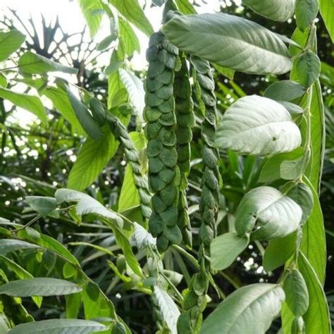 Jatsalpan Phyllodium Pulchellum 10 Seeds Onszaden