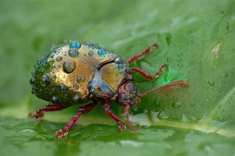 Free Images Nature Flower Summer Wildlife Green Insect Fauna