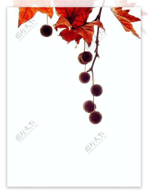 梧桐果图片素材 编号30148773 图行天下