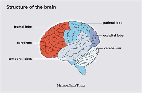 The Prefrontal Cortex In The Brain Controls Infoupdate Org