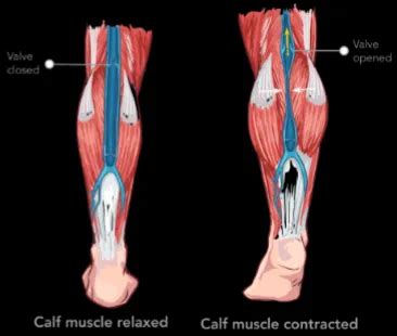 CPPA Lecture 5 Muscles 2 Flashcards Quizlet