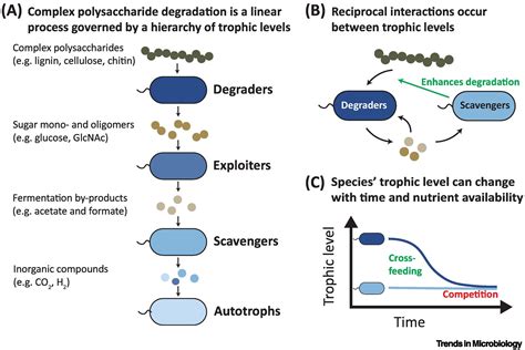 Breaking Down Microbial Hierarchies Trends In Microbiology