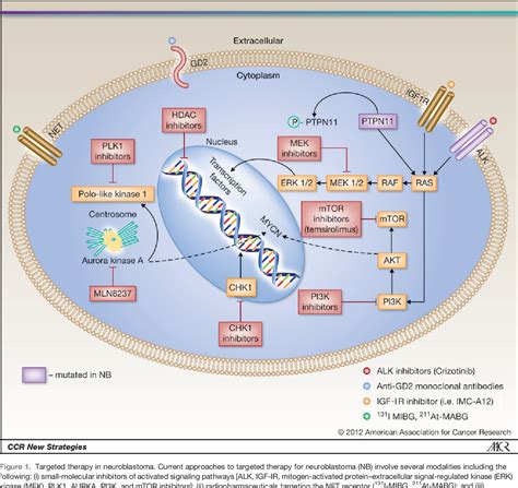 Figure 1 From New Strategies In Refractory And Recurrent Neuroblastoma Translational