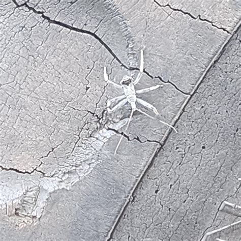 What Is This Bug In Oklahoma Rbugidentification