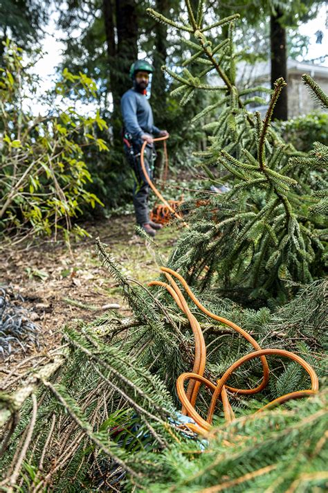 Tree Risk Assessment In Vancouver Bc