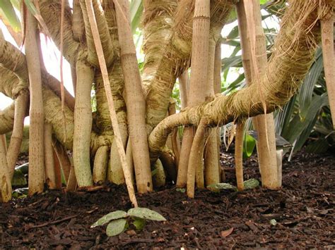 Root System Picture Image 1017201