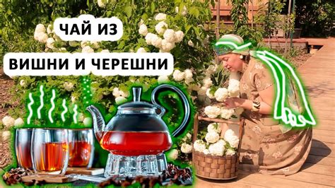 ФЕРМЕНТИРОВАННЫЙ ЧАЙ ИЗ ЛИСТЬЕВ ВИШНИ И ЧЕРЕШНИ КРУПНОЛИСТОВОЙ ЧАЙ ...