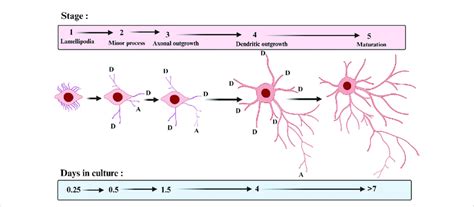 Stages Of Hippocampal Neuronal Development In Culture The Approximate Download Scientific