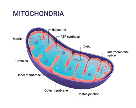 What Is Mitochondrial Dna Mtdna All You Need To Know
