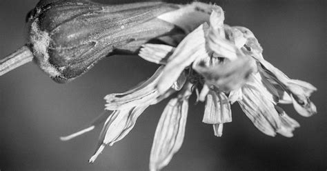 Sensenort Una Décima Semana La Flor Que Lloraba