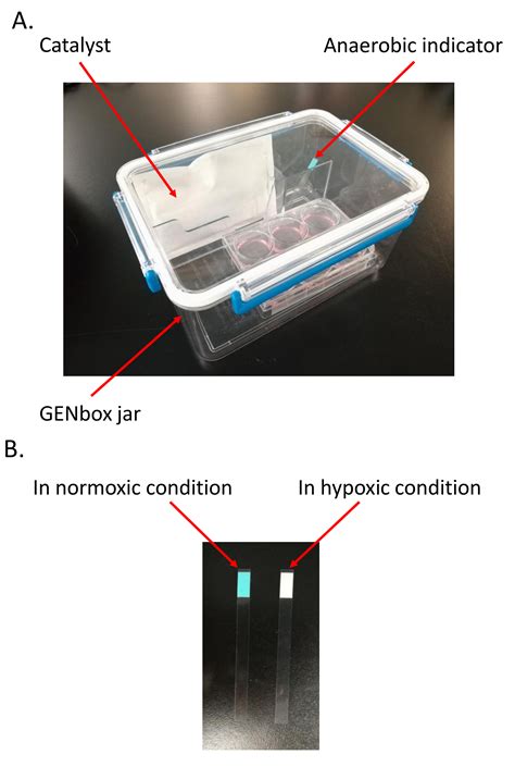 A Flow Cytometry Based Assay For Measuring Mitochondrial Membrane