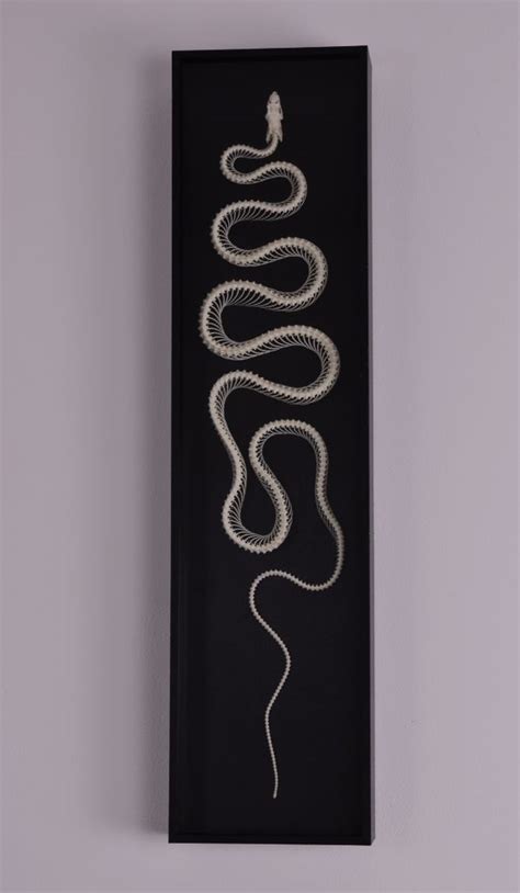 skeleton python bespoke taxidermy