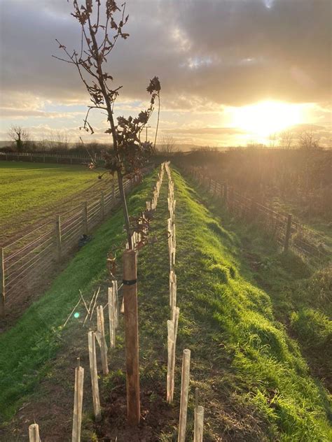 Native Schemes Ben Nock