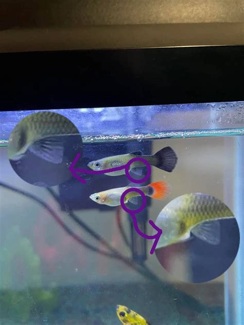 How To Sex Guppies In Seconds With Pictures Wild Pet Expert