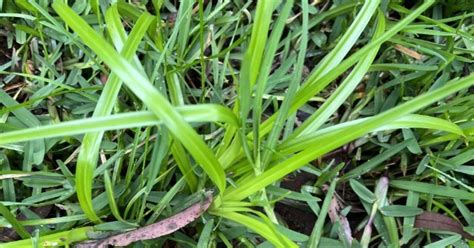 Nuisance Grasses In Lawns
