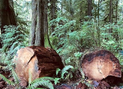 Forest Resources What Are Types And Examples Evidence Network