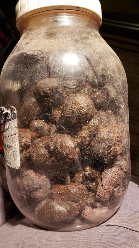 Coprolite R Fossilid